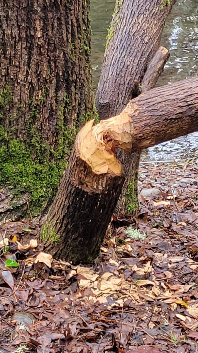 Spanaway Lake, now it’s the beavers – Pierce Prairie Post