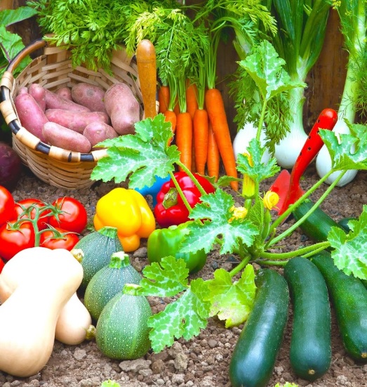 Extra produce from your garden? – Pierce Prairie Post